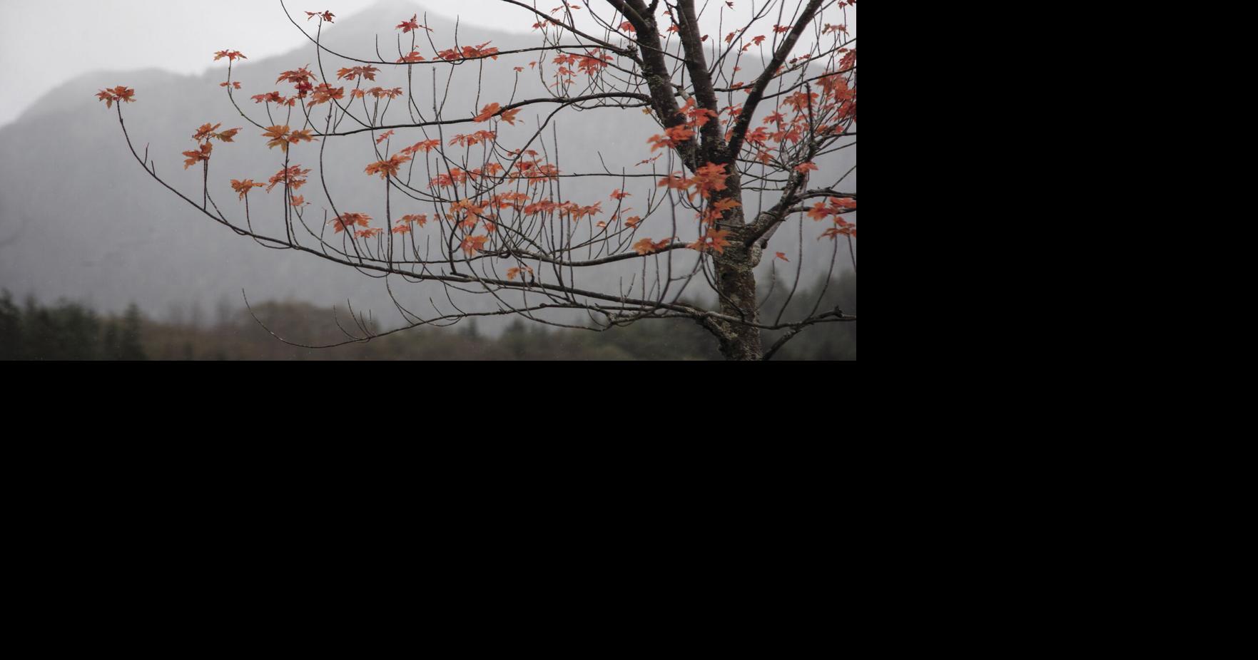 Fall colors in Ketchikan | Photos | ketchikandailynews.com