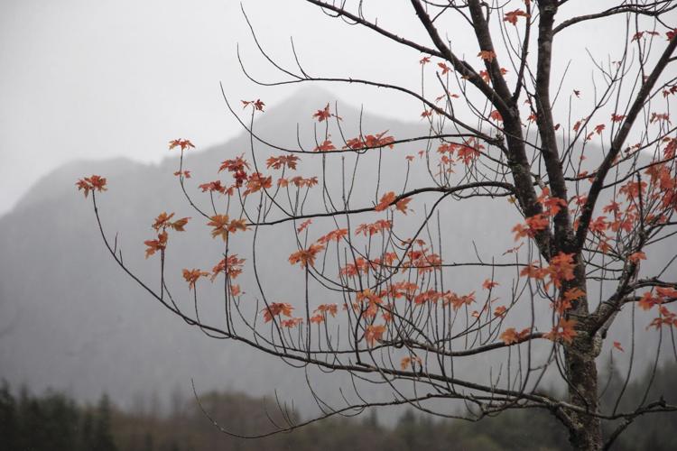 Fall colors in Ketchikan | Photos | ketchikandailynews.com