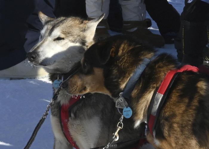 Seavey now has the most Iditarod wins, but race is marred by 3 sled dog ...