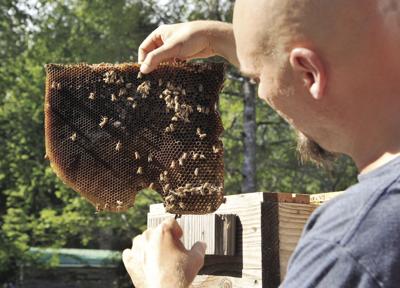 A sweet hobby: raising backyard bees | Scene | ketchikandailynews.com