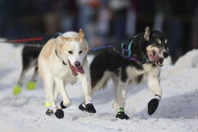The world's most famous sled dog race is longer than ever. Here's a ...