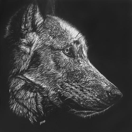 Animals brought to life in Mitchell’s ‘Untamed’ | Scene ...