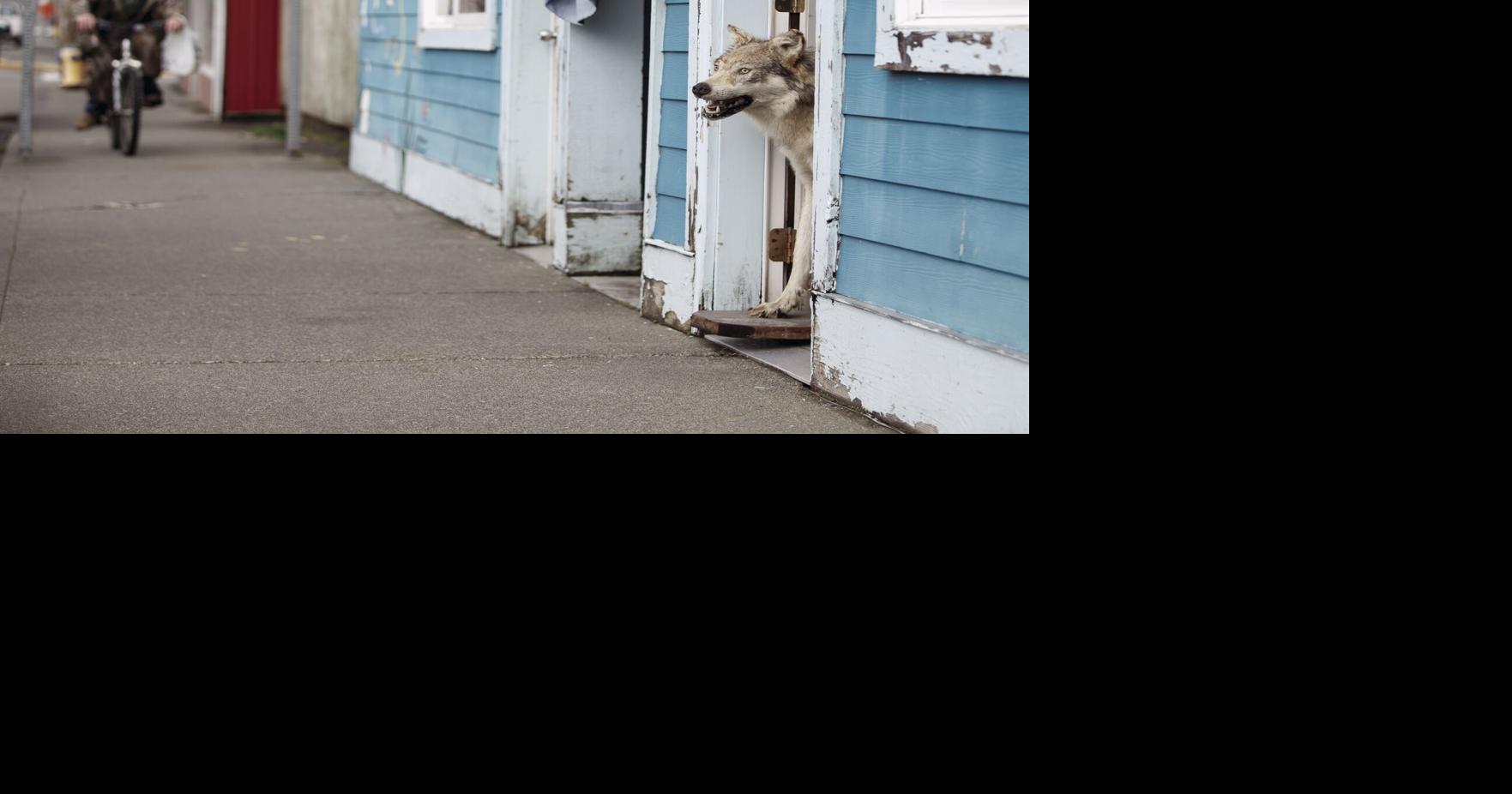 The Wolf of Water Street | Photos | ketchikandailynews.com