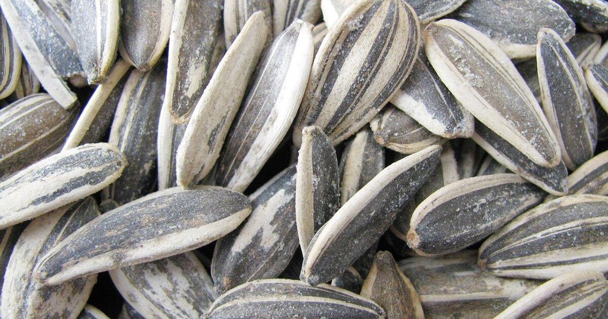 Chomp away on sunflower seeds | Columns | keysnews.com