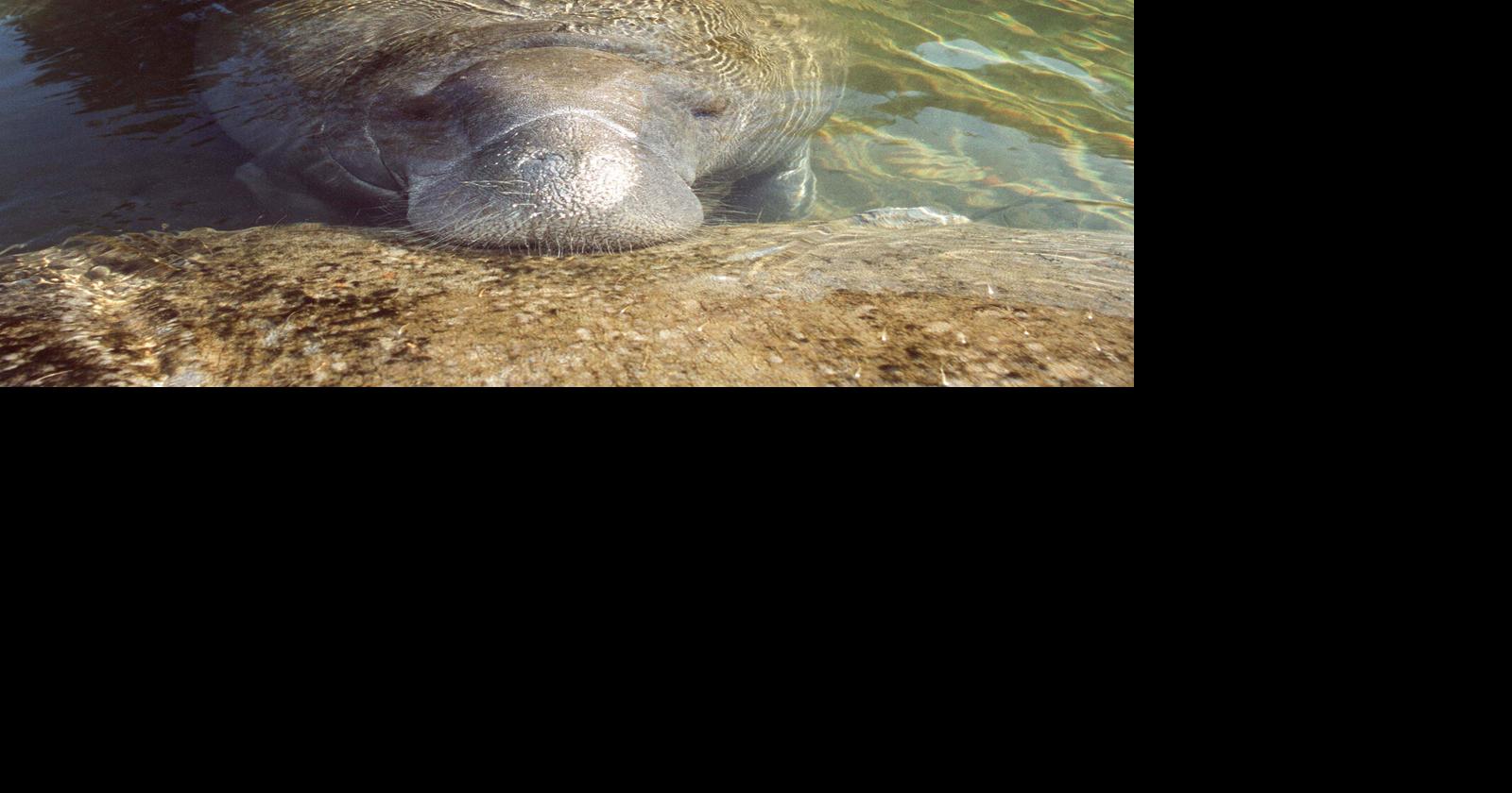 Annual manatee death record set halfway through 2021 | News | keysnews.com