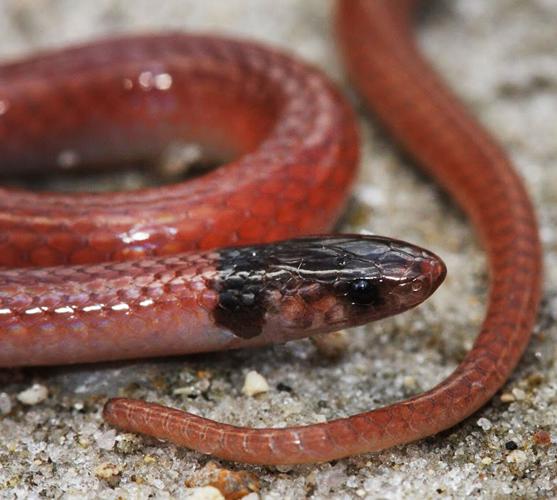 Keys snakes and plants get more protection | Local News | keysnews.com