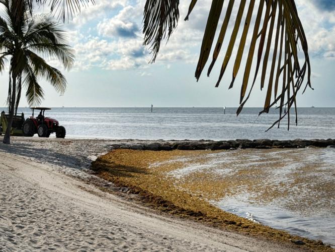 A sea of sargassum floods Key West beaches | Local News | keysnews.com