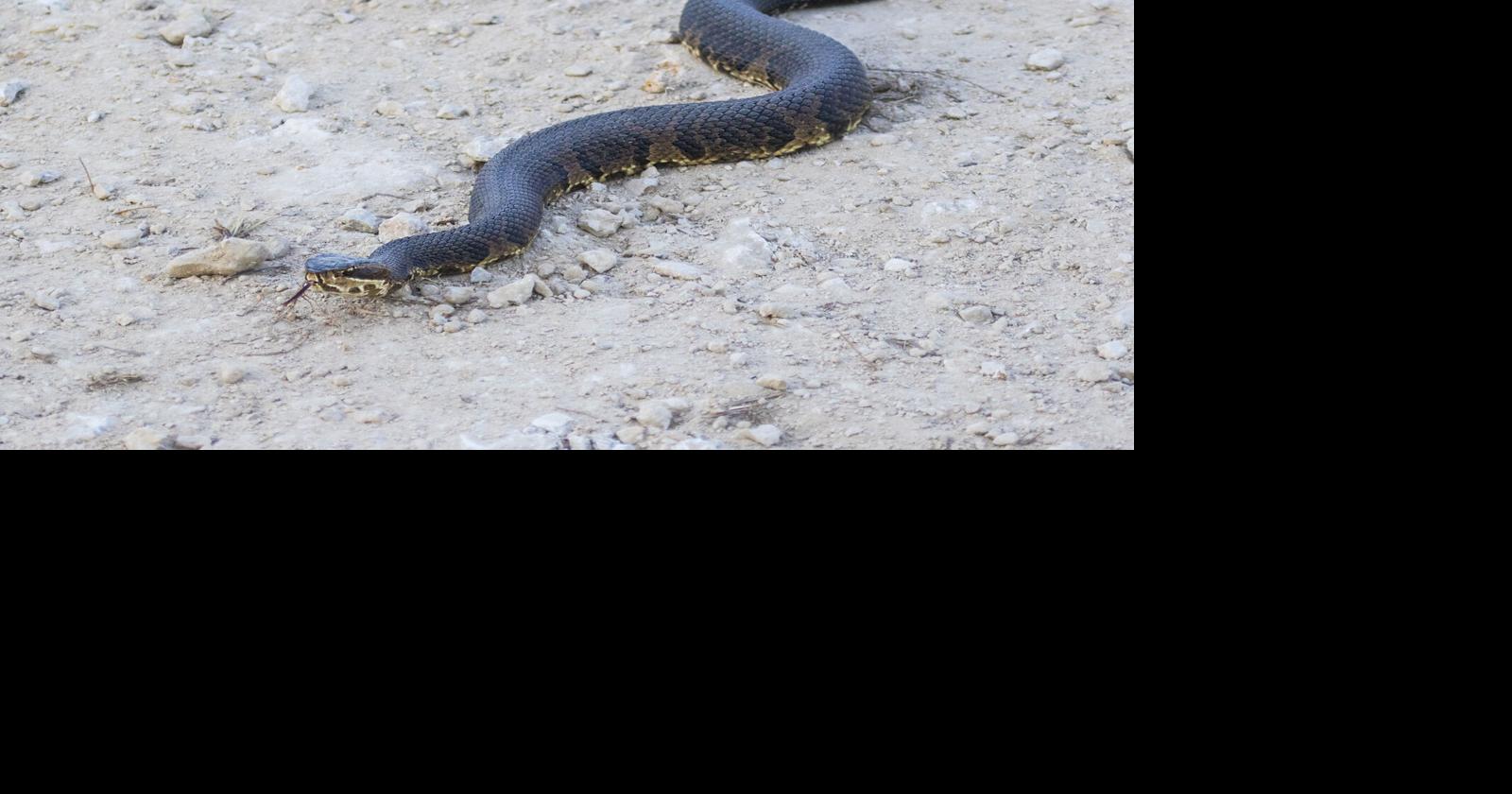 Beware of the snakes! | Columns | keysnews.com