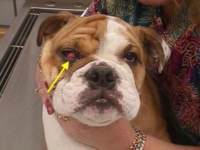 My dog has cherry eye | Columns | keysnews.com