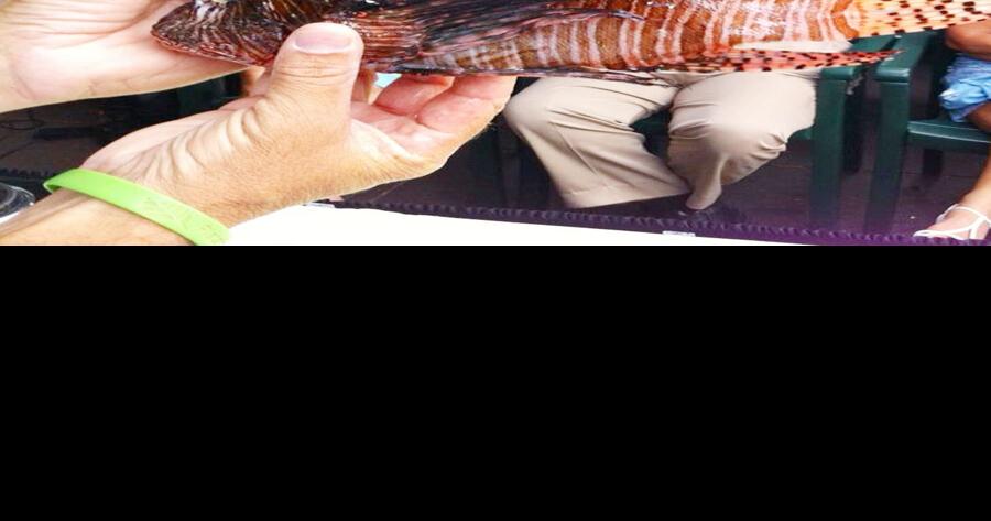 Lionfish festival, derby set for September | Features | keysnews.com