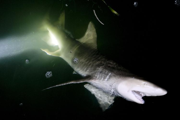FWC looks into sharks; experts raise issue of 'shifting baselines ...