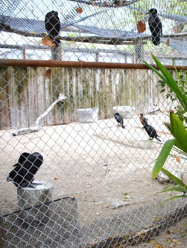 ‘Flying forward’ into a new bird center in Marathon | Local News ...