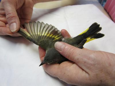 Revamped bird center to open | Middle Keys | keysnews.com