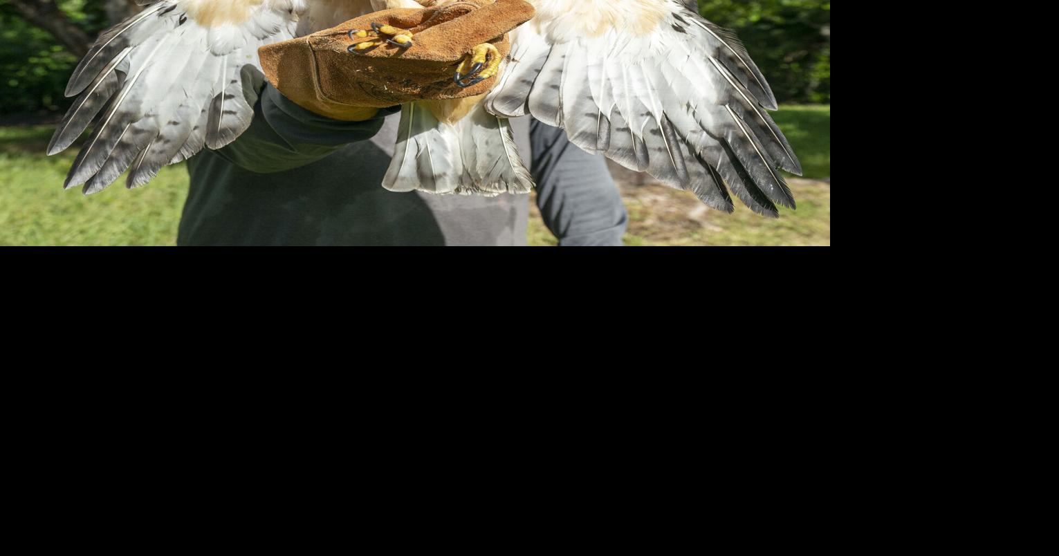 RAPTOR READY TO FLY | Local News | keysnews.com