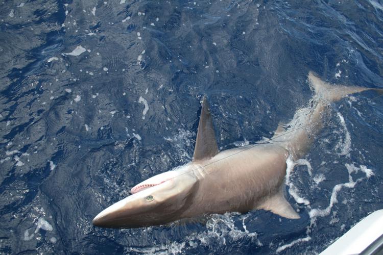 FWC looks into sharks; experts raise issue of 'shifting baselines ...