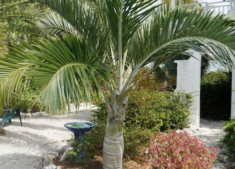 A special palm for every location | Keys Homes | keysnews.com