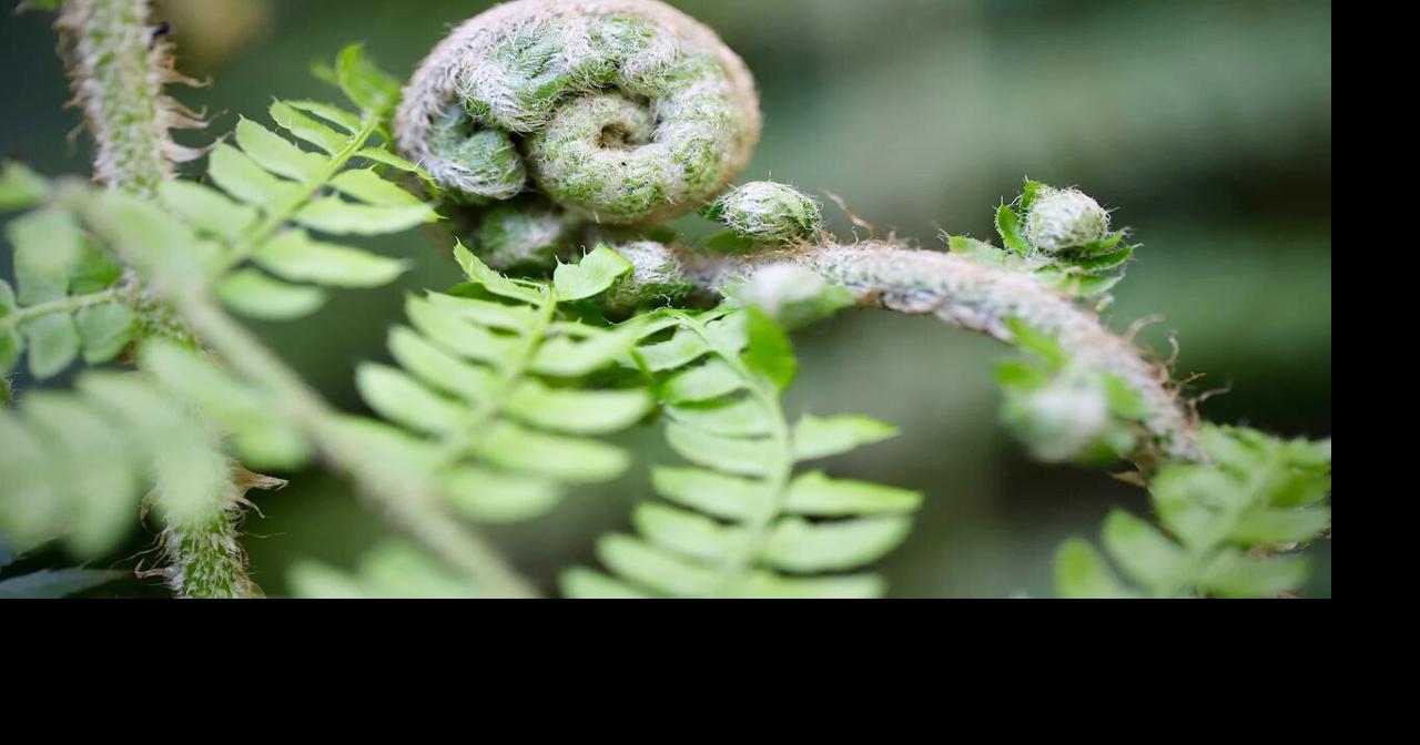 What do plants and animals know? | Columns | keysnews.com