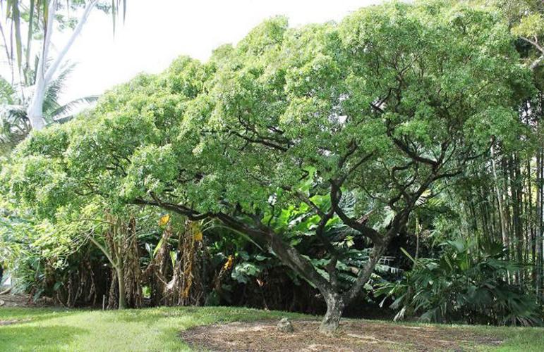 Tree of life has many uses | Columns | keysnews.com