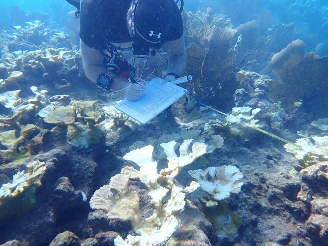 Record heatwave renders coral species functionally extinct | County ...