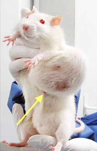 My male rat has a mammary tumor | Columns | keysnews.com