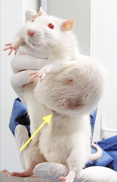 My male rat has a mammary tumor | Columns | keysnews.com