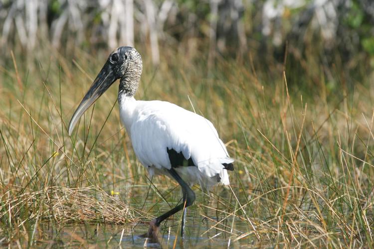 Wood stork could lose protected status | County | keysnews.com