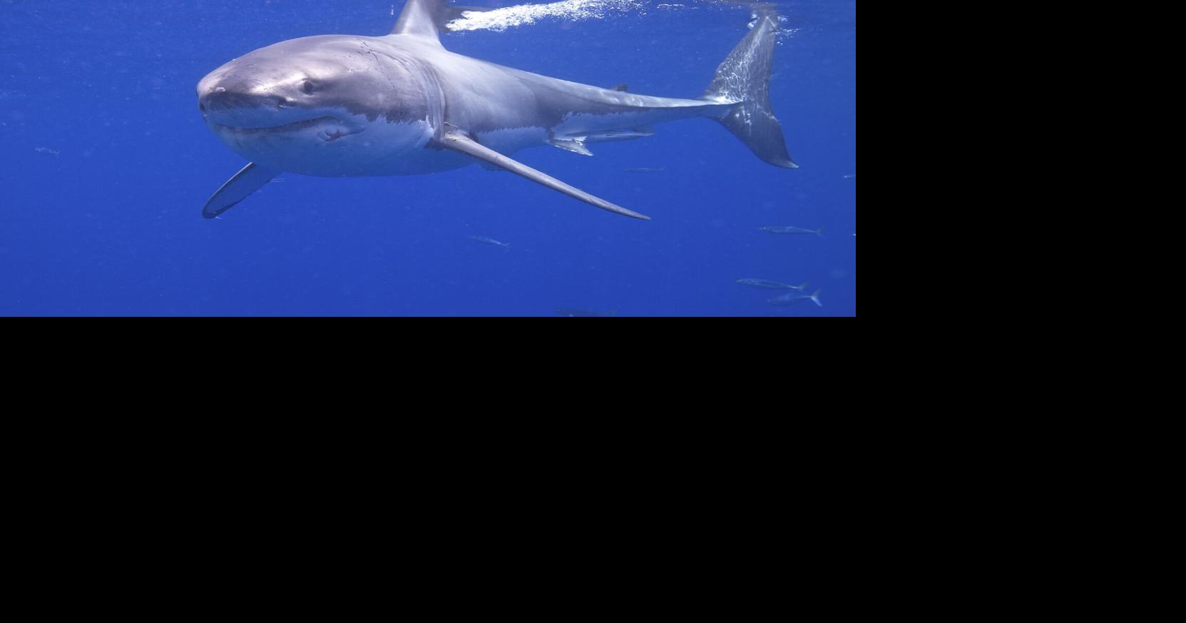 Tracker: Great white sharks recently spotted off Florida Keys | Local ...