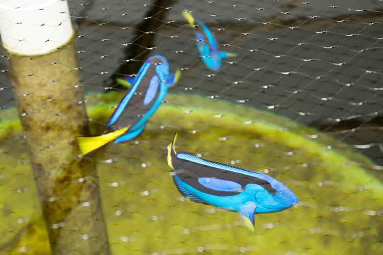 Pet fish breeding research saves reefs, creates jobs | Business News ...