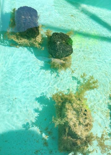 Layton marine laboratory shares mission, projects | Local News ...