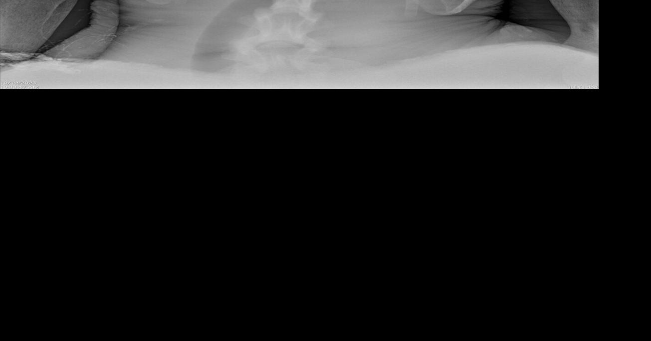 Reward offered in sea turtle shooting | Crime | keysnews.com