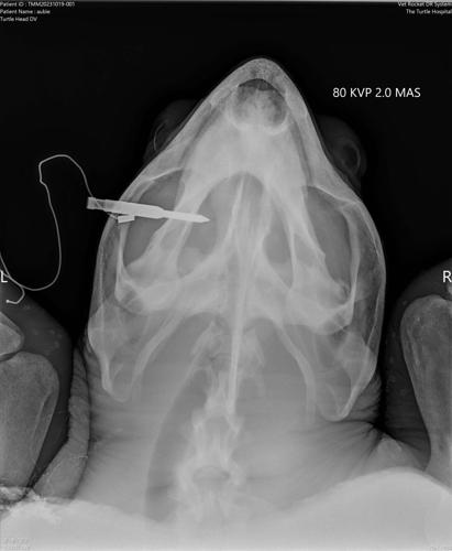 Reward offered in sea turtle shooting | Crime | keysnews.com