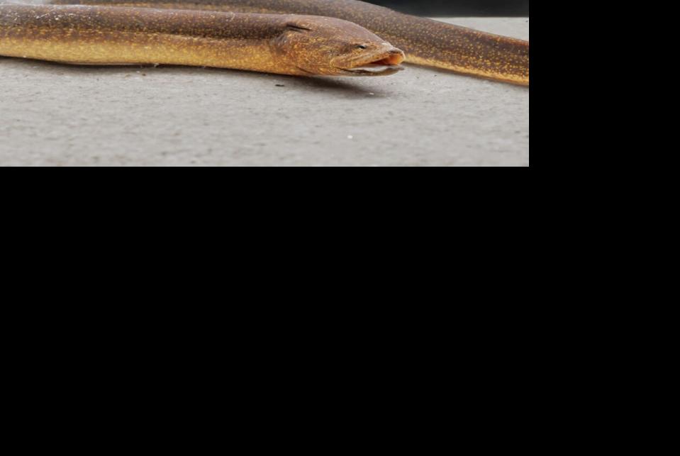 Swamp eels pose new risk to Everglades | State | keysnews.com