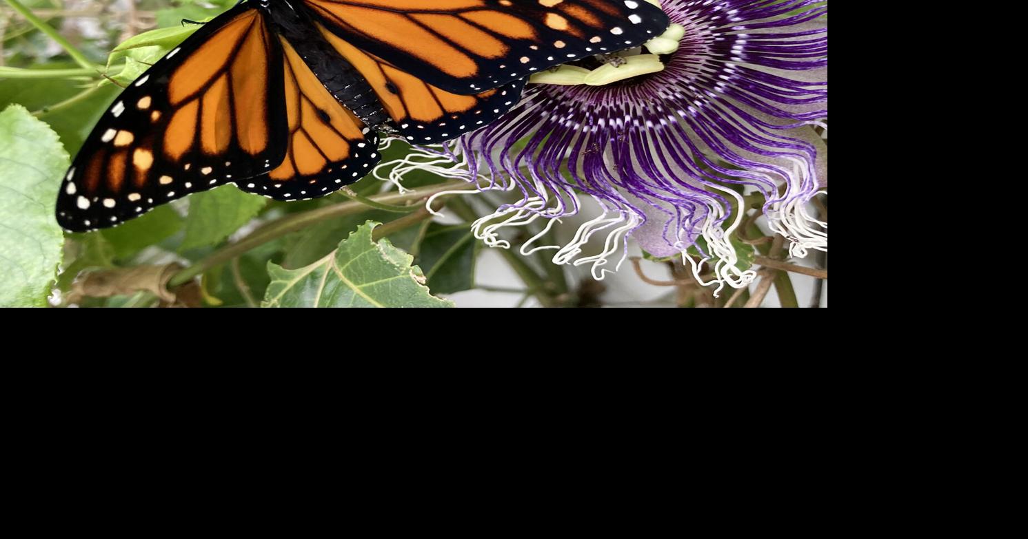 Marathon becomes monarch butterfly sanctuary | Middle Keys | keysnews.com