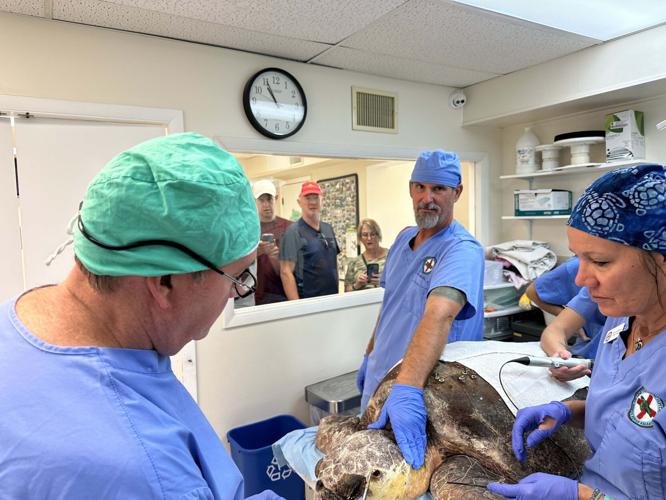 Reward offered in sea turtle shooting | Crime | keysnews.com