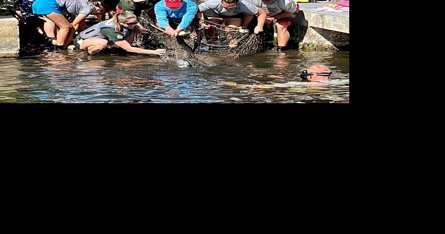 Manatee tangled in fishing line rescued in Key Largo | Local News ...