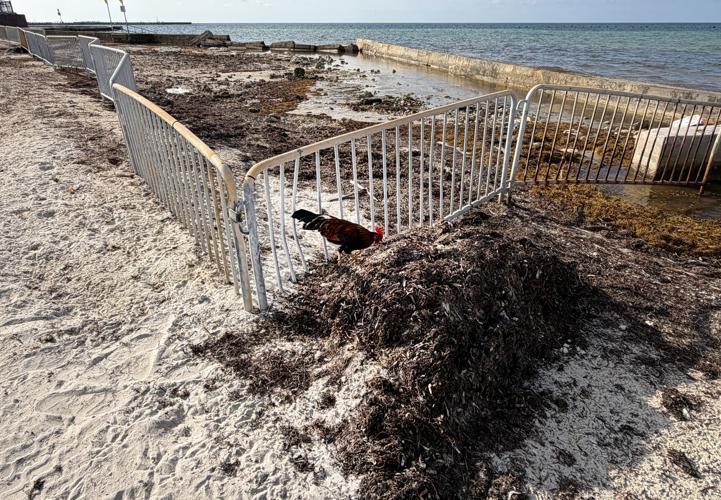 A sea of sargassum floods Key West beaches | Local News | keysnews.com