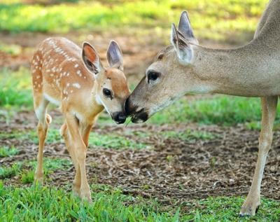newborn deer processing