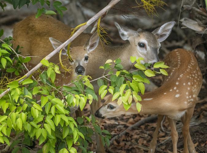Key deer program offers volunteer open house | Government / Politics ...
