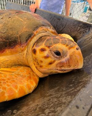 Viral sea turtle to be released back into ocean after Keys rehab ...