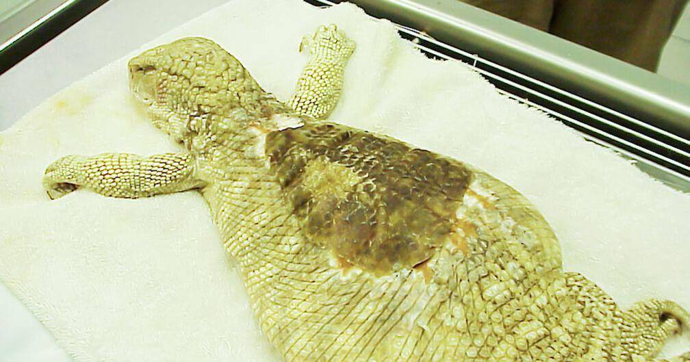 Monitor lizard has large black spot on back | Columns | keysnews.com
