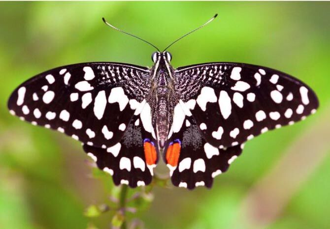 New invasive species flutters into Florida Keys | Local News | keysnews.com