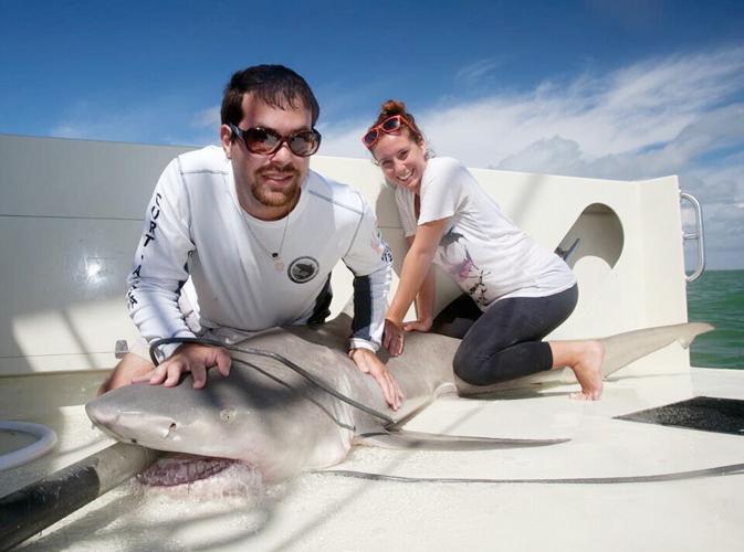 Researcher advocates on behalf of sharks | Local News | keysnews.com