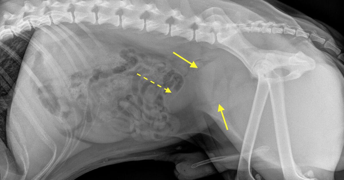 Prostate problems in older dogs | Columns | keysnews.com