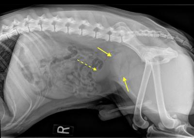 Prostate problems in older dogs | Columns | keysnews.com