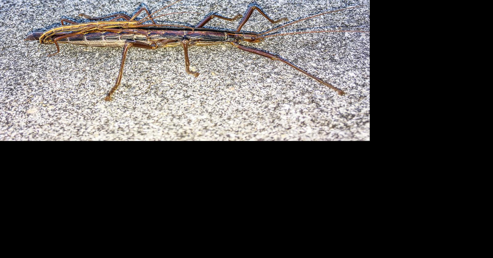 stickbug uk