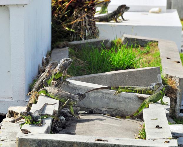 Can new invasive lizard contribute to disease spread? | Local News ...