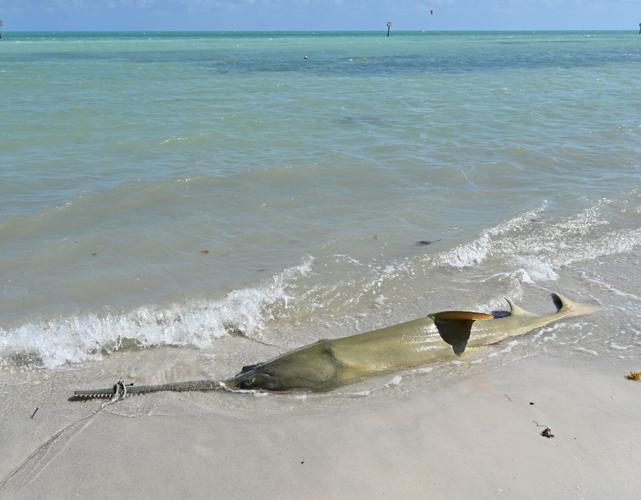 Sawfish die-off tapers off | Local News | keysnews.com
