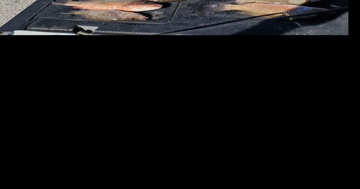 Man cited for undersized fish | Crime | keysnews.com