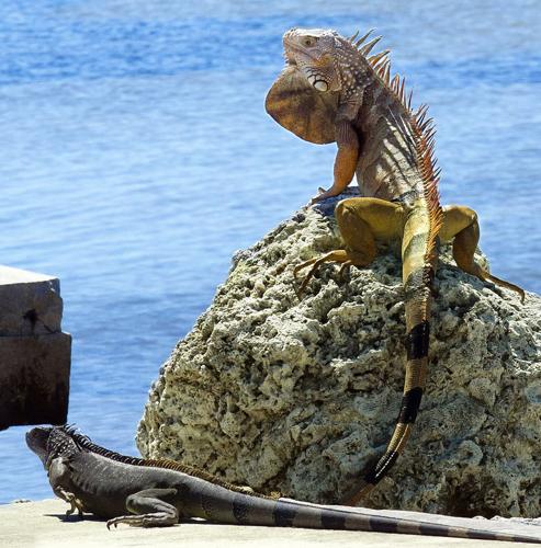 Can new invasive lizard contribute to disease spread? | Local News ...