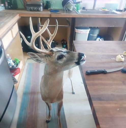 Man arrested for luring Key deer into home | Lower Keys | keysnews.com